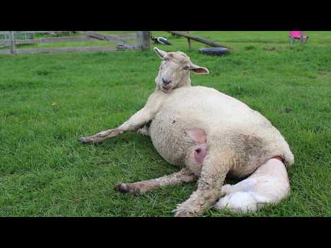 Amie the Amazing Sheep giving birth
