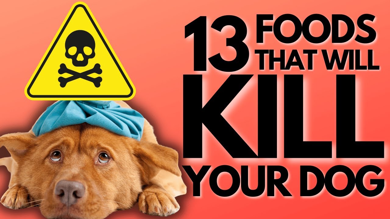 13 Common Foods That Will Kill Your Dog - NEVER Fed Them - YouTube