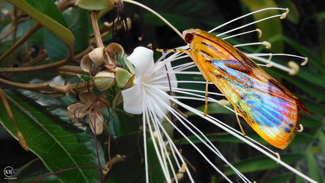 BEAUTIFUL TROPICAL MOTH!! Jamaican Caper Leafroller Moth in South ...
