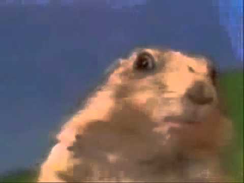 Dramatic Chipmunk - YouTube