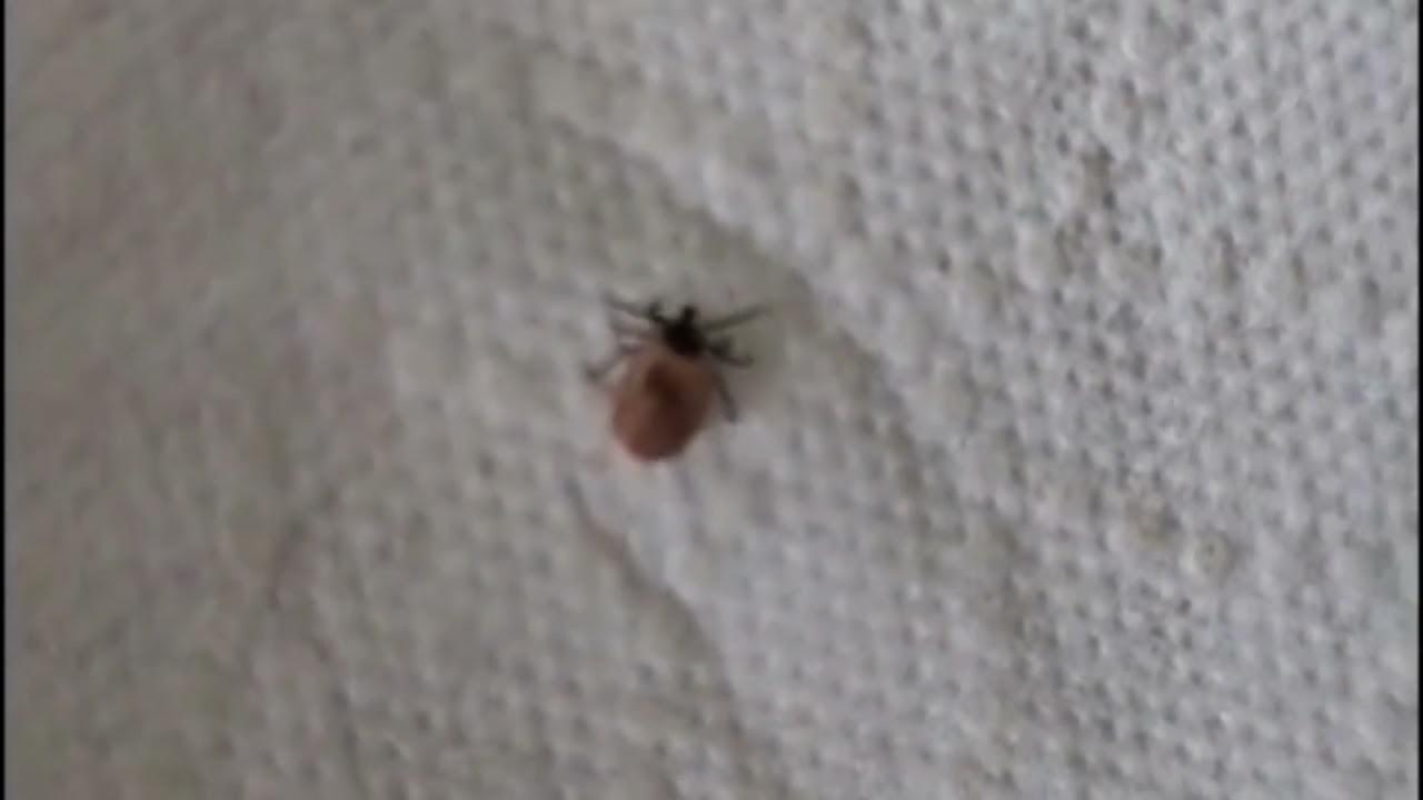 zecke live - YouTube