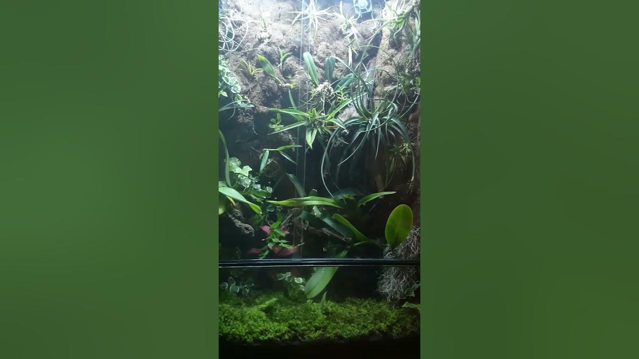 Florárium - YouTube