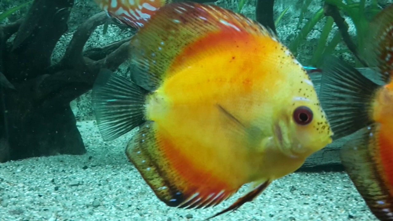 Diskus mit weißstirn messerfisch. 4 - YouTube