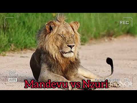 Mandevu % Nzuri Males He is a true king. Watch the story of these ...