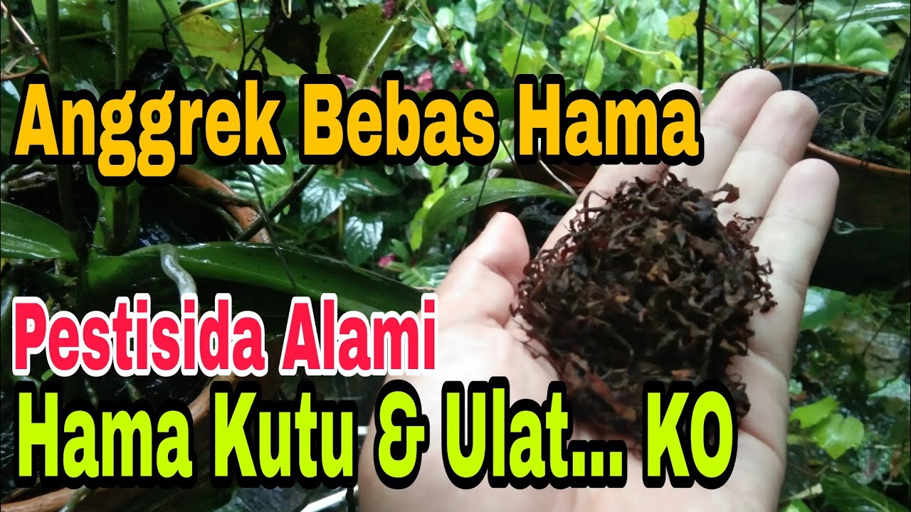 Cara Membasmi Hama Tungau/Kutu Pada Tanaman Anggrek Dengan Tembakau ...
