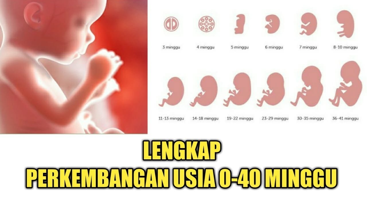 Perkembangan Janin Dari Minggu Ke Minggu 0 40 Minggu Lengkap YouTube