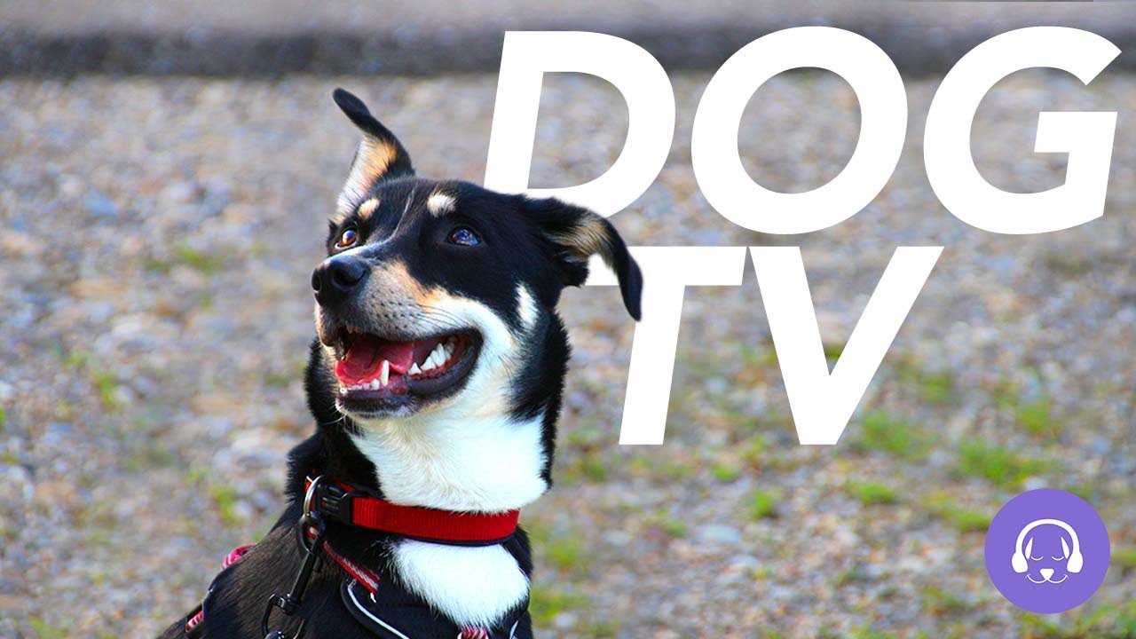 Dog TV: 20 Hours of Entertaining Trail Walks, Beach Strolls and More ...