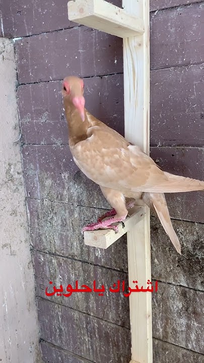 بغدادي اصفر فرخ لعيونكم يامشتركين ♥️♥️♥️ - YouTube