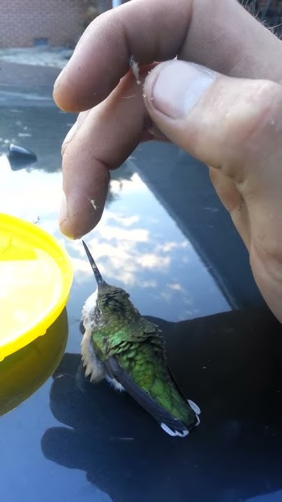 AMAZING HUMMINGBIRD RESCUE - YouTube