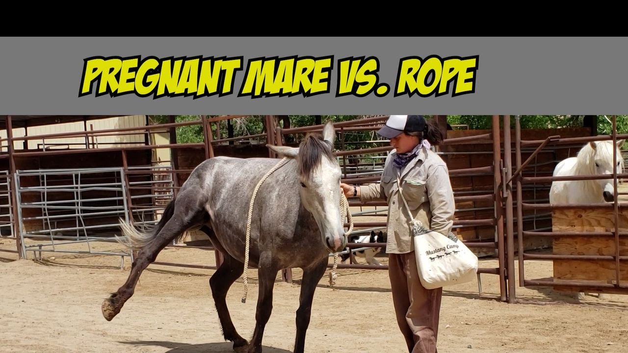 Task 16 Desensitizing to Rope | The Belle Parker Series - YouTube