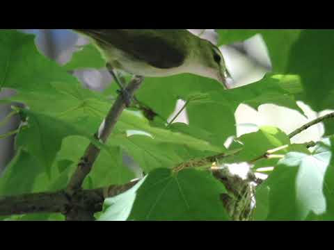 Warbling Vireo feeding young - YouTube