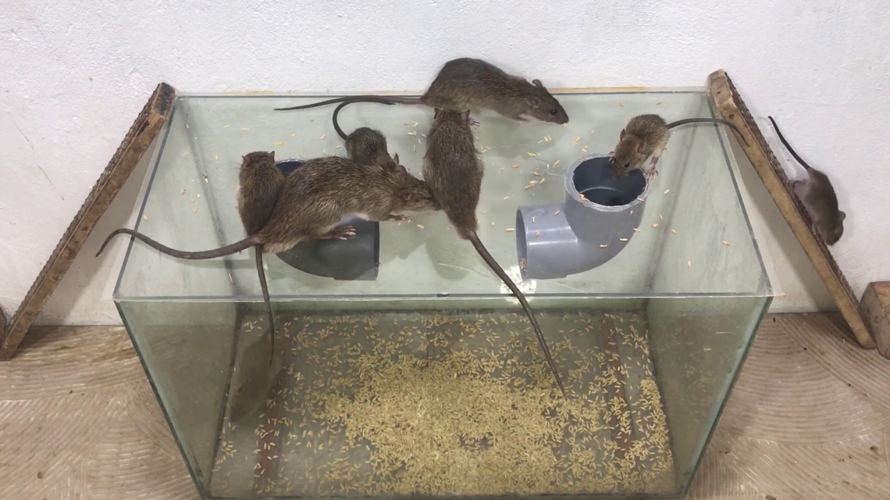 Diy Mouse Trap Water π 13 Mice In Trapped 2 Hour π Mouse Rat Trap π