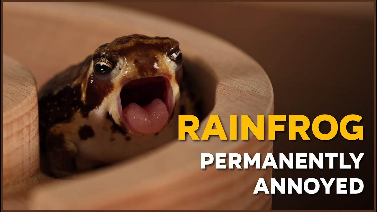 Don't Judge a Frog 🐸 by Its Grumpy Face! | Nature Nuggets - YouTube