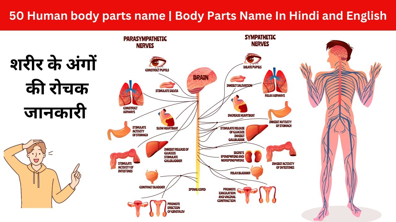 50 Human body parts name | Body Parts Name In Hindi and English | शरीर ...