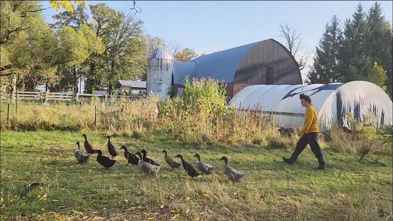 The Benefits of Rotational Grazing Our Ducks and Chickens - YouTube