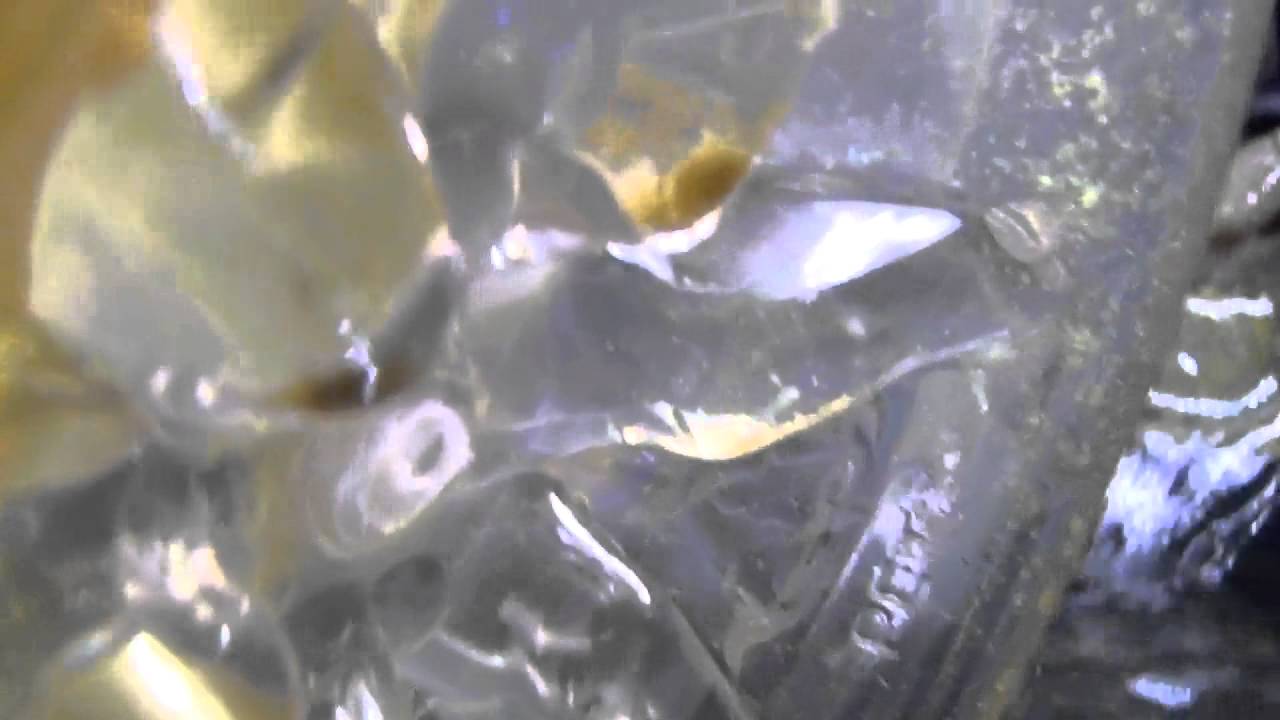 tisbe copepods - YouTube