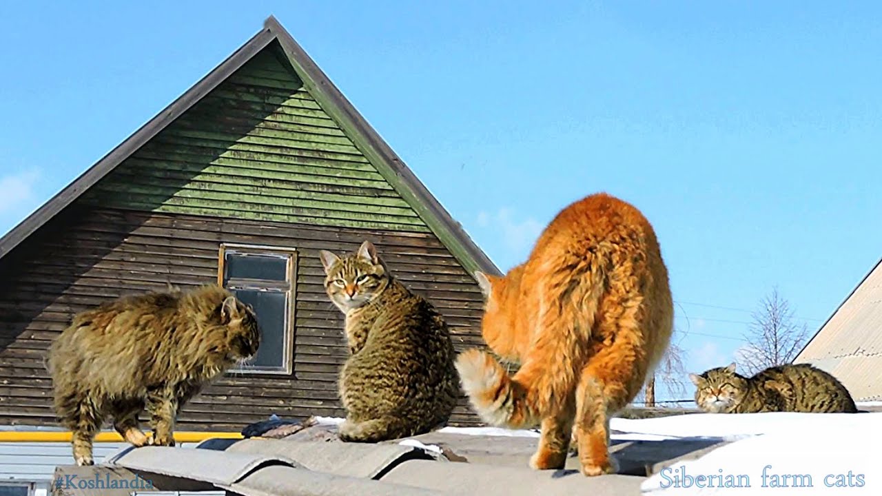 Trio Three cats Siberian farm cats, about Love МАРТ Трио Трёх котов ...
