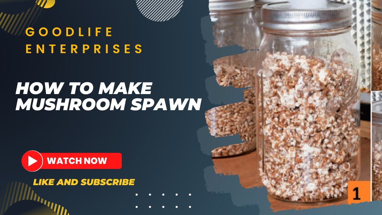 mushroom spawn | mushroom spawn making at home|mushroom spawn kaise ...
