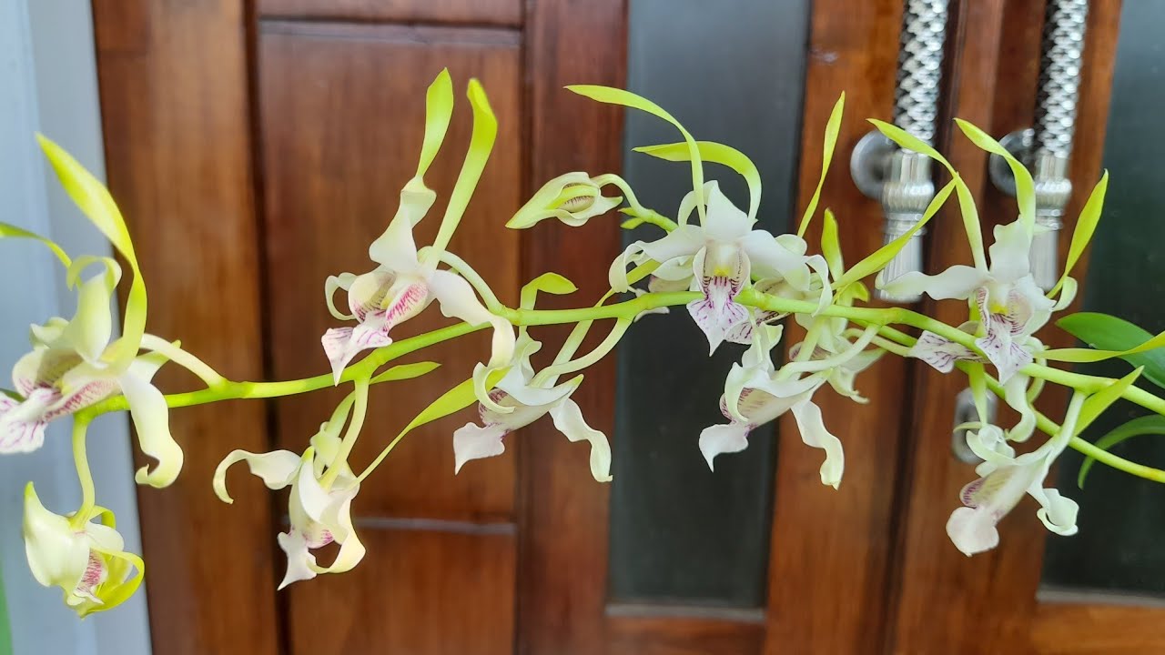 wow 3 spike nih...- Dendrobium Samarai - D. antennatum x stratiotes ...