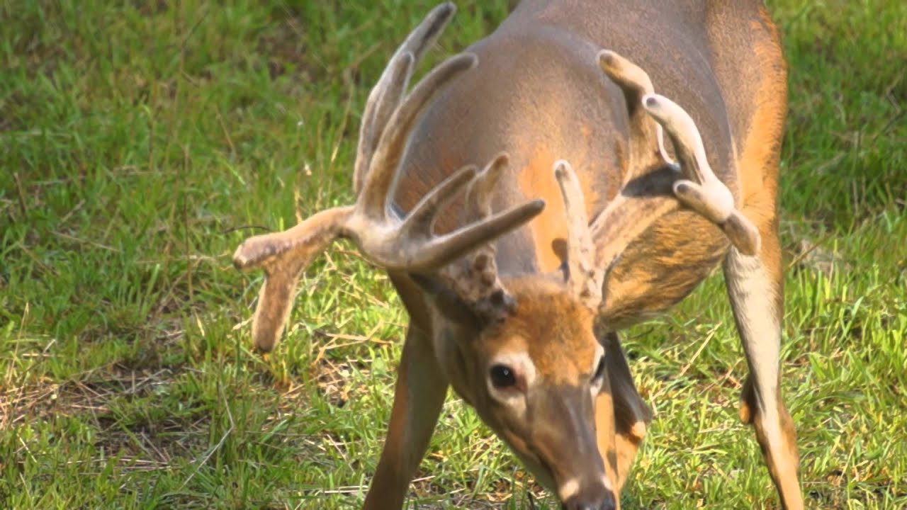 Cherokee Whitetail Hunting Preserve - YouTube