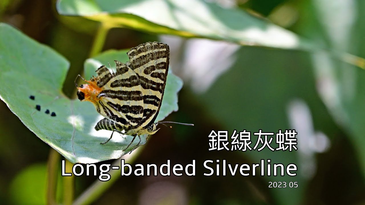 銀線灰蝶 Long banded Silverline 2023 05 - YouTube