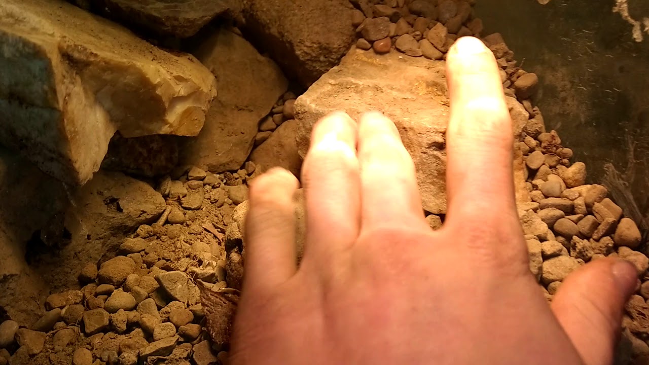 My desert hairy scorpion tank set up - YouTube