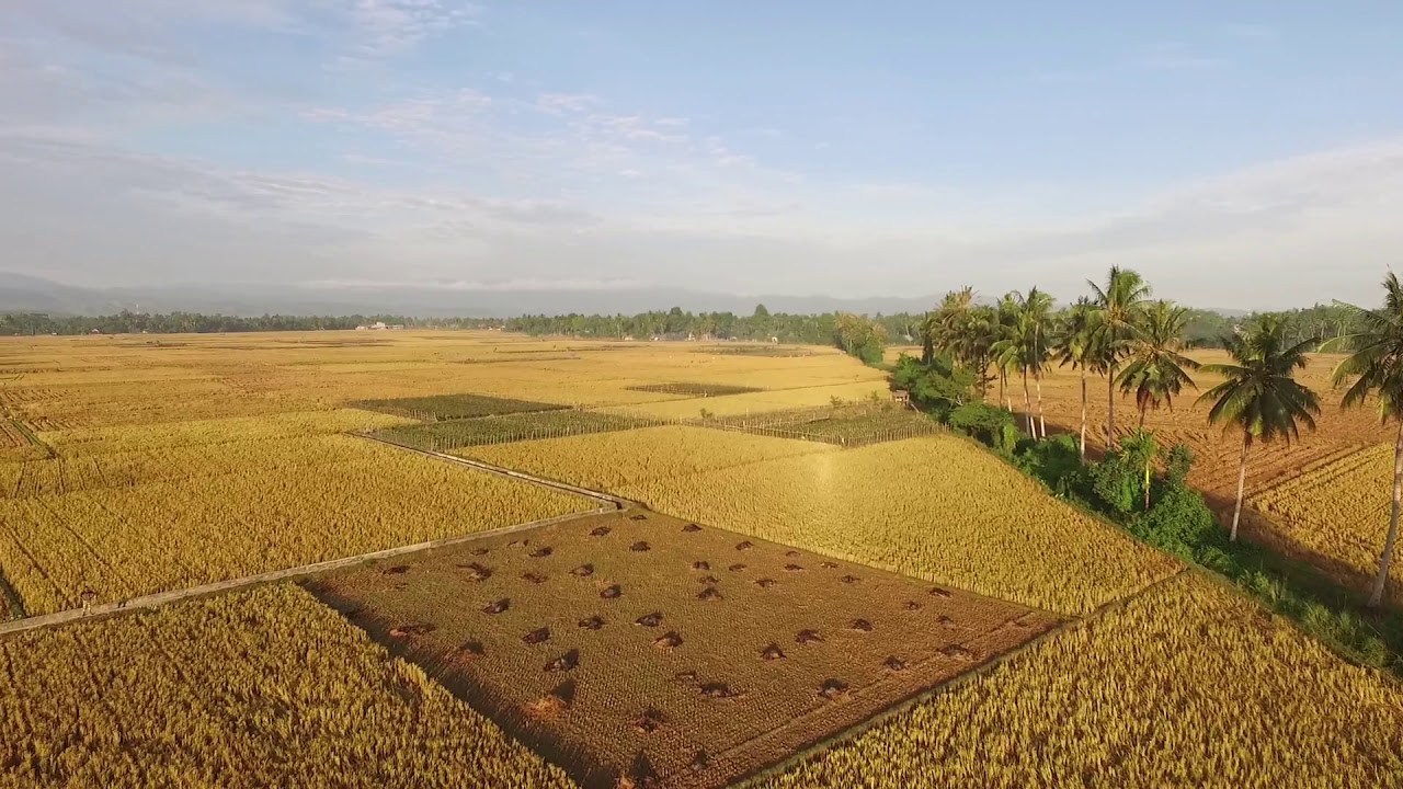WOW Asyiiik...Bermain drone di sawah yang baru dipanen (DJI PHANTOM 3 ...