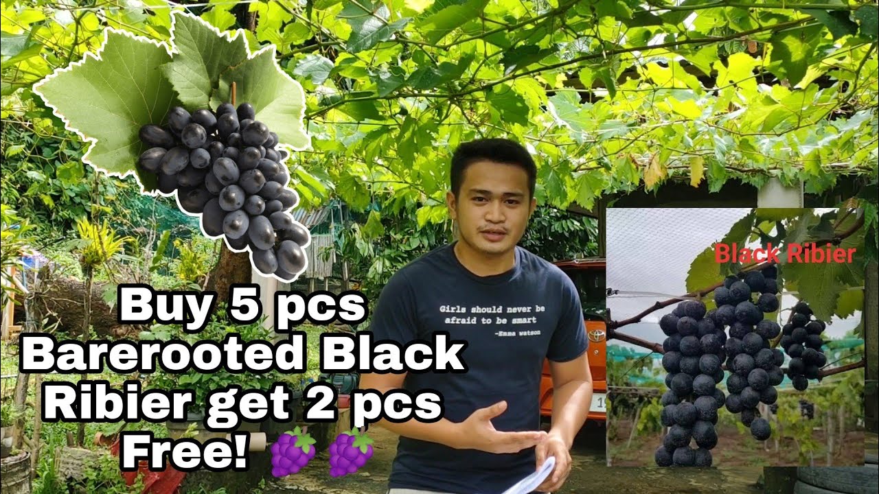BAREROOTED BLACK RIBIER GRAPES AVAILABLE 🍇🍇🍇 LIMITED STOCK - YouTube
