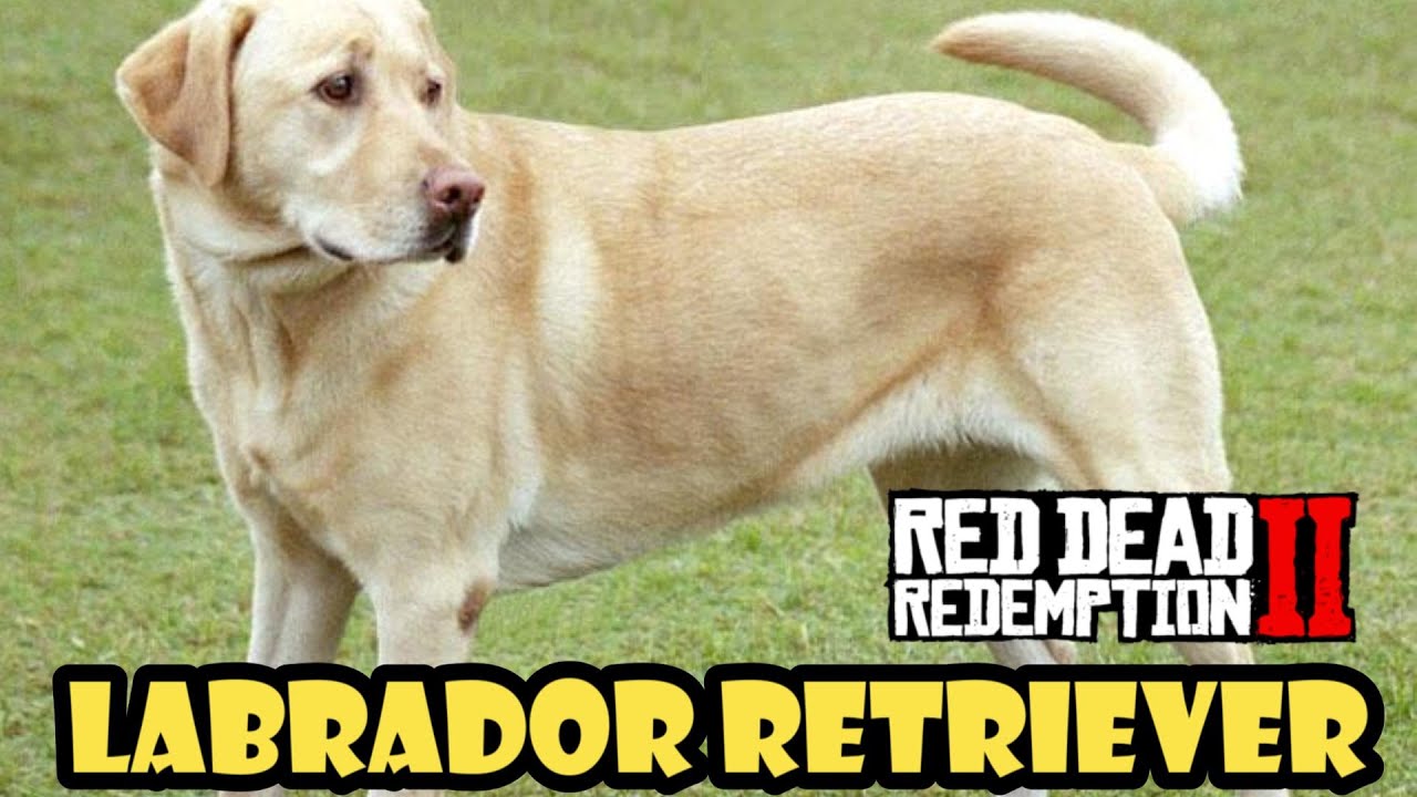 Donde encontrar el LABRADOR RETRIEVER en Red Dead Redemption 2 ️ - YouTube