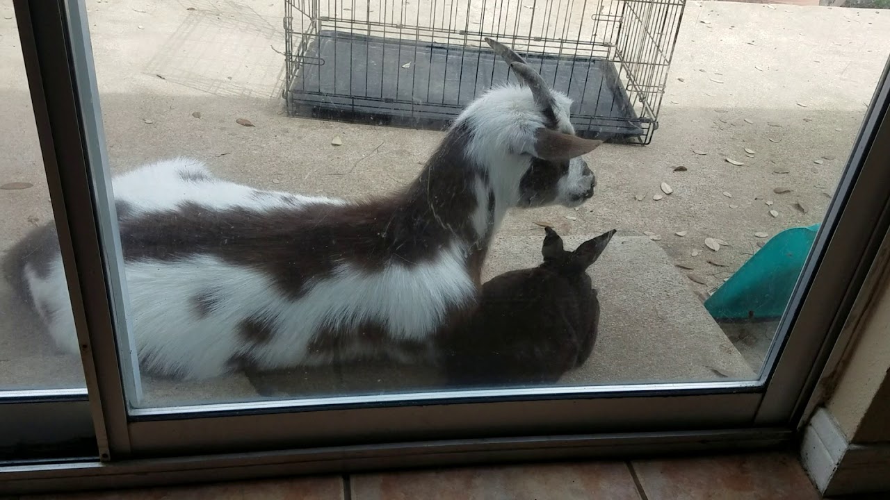 Most viral a rabbit and a goat, life is good. - YouTube