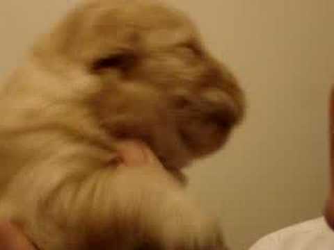 puppy howl - YouTube