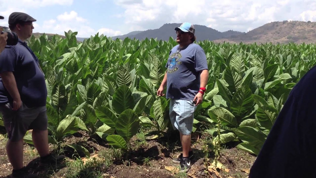 Drew Estate Cigar Safari - The Tobacco Fields - YouTube