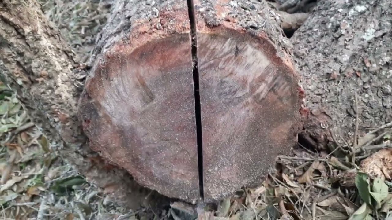 Transforming Big Log Into Planks And Boards With A Chainsaw - YouTube