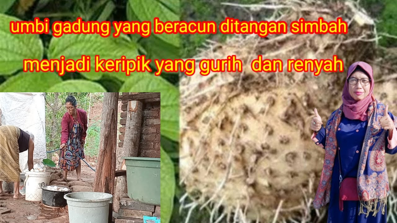 gadung yang mengandung racun berbahaya ditangan si mbah bisa jadi ...