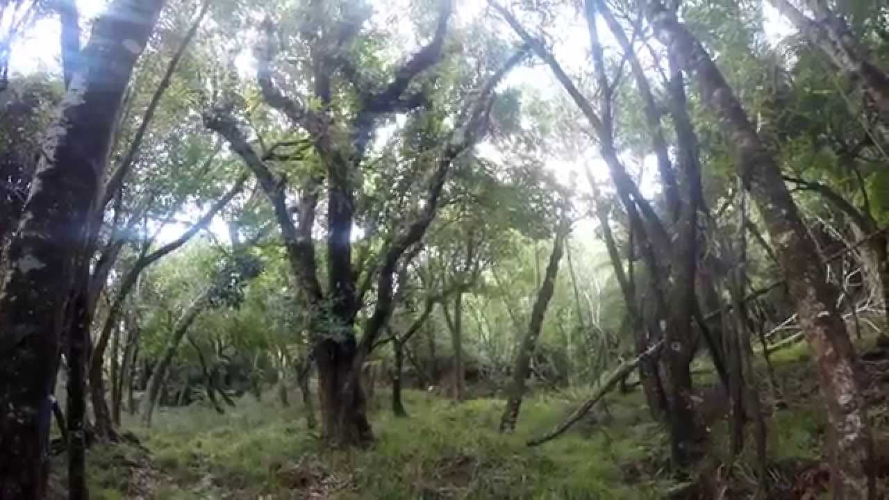 Bush Hunting NZ Summer 2015 - YouTube
