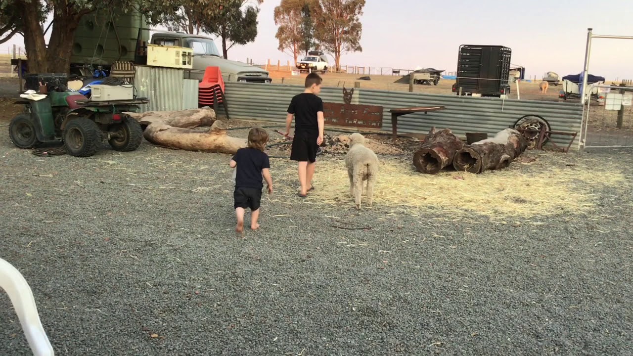 Sunny Acres Farm - The Animals - YouTube