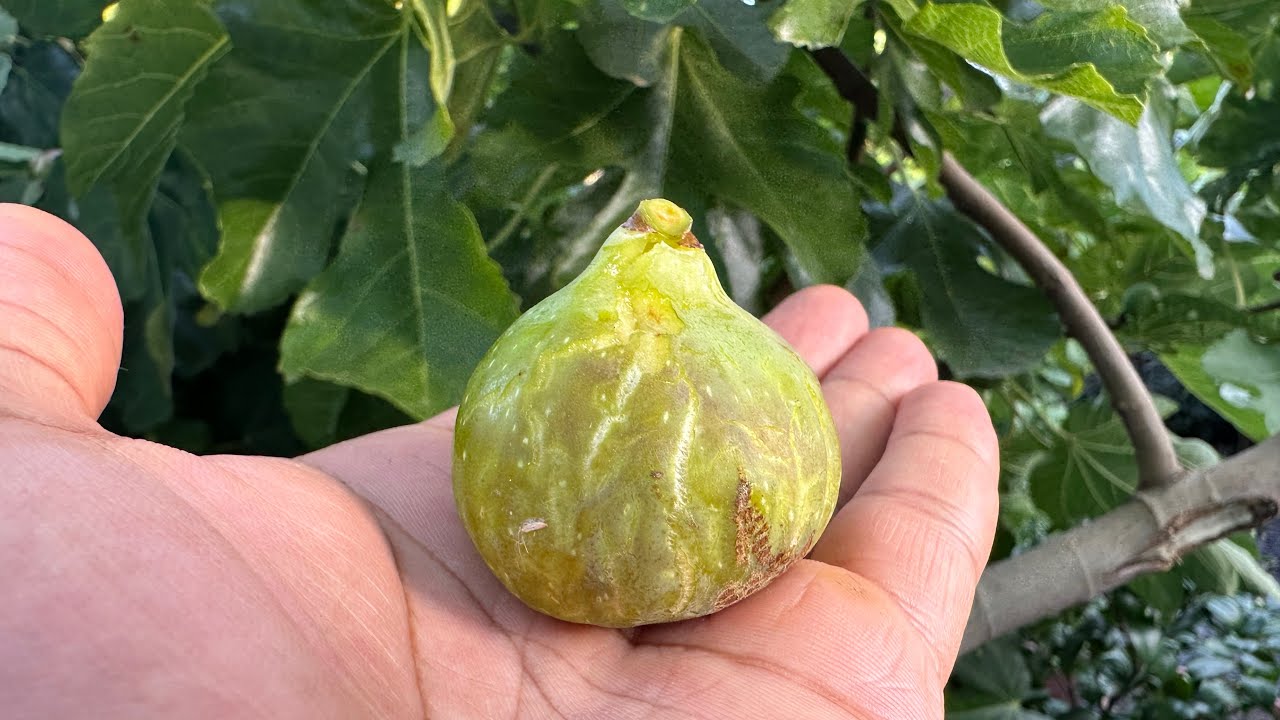 October main crop figs 🤩 - YouTube