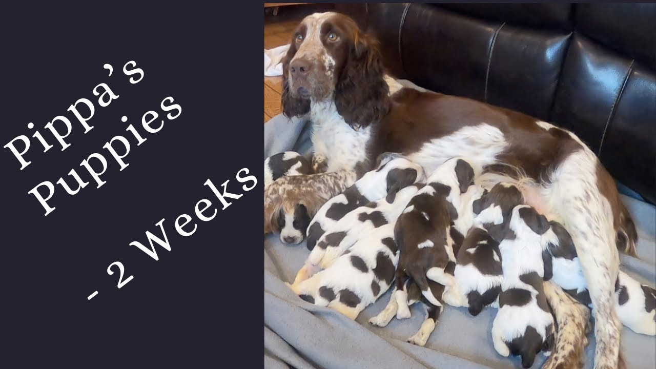 Pippa's puppies 2 week old English Springer Spaniel - YouTube