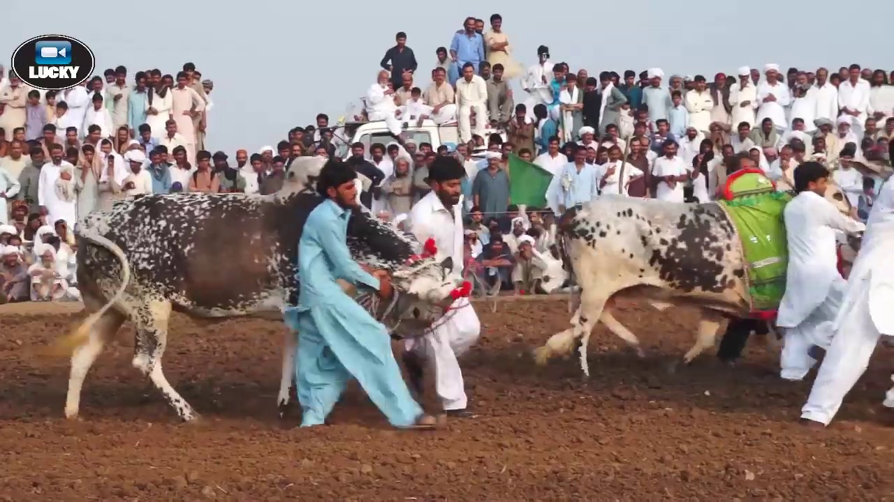 Jalsa Karah khairpur Chakwal | jalsa Karah Kohshab| jalsa Karah Mureed ...