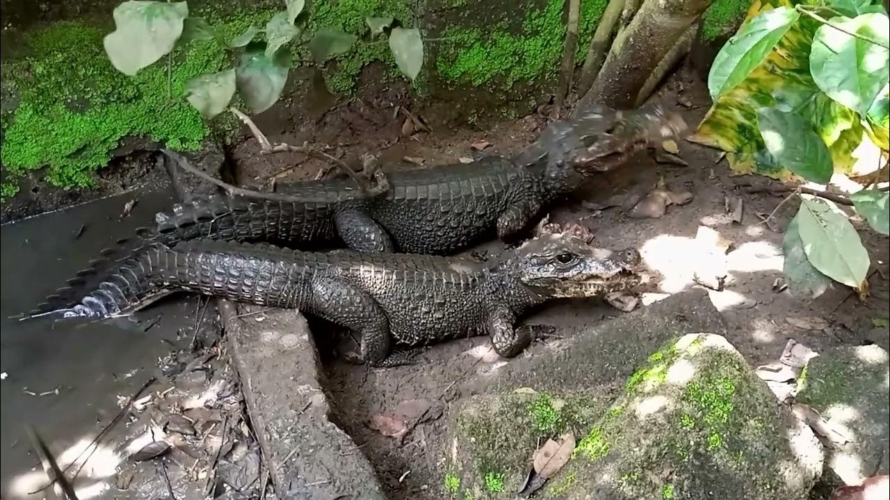 Striking method of feeding crocodiles you should learn - YouTube
