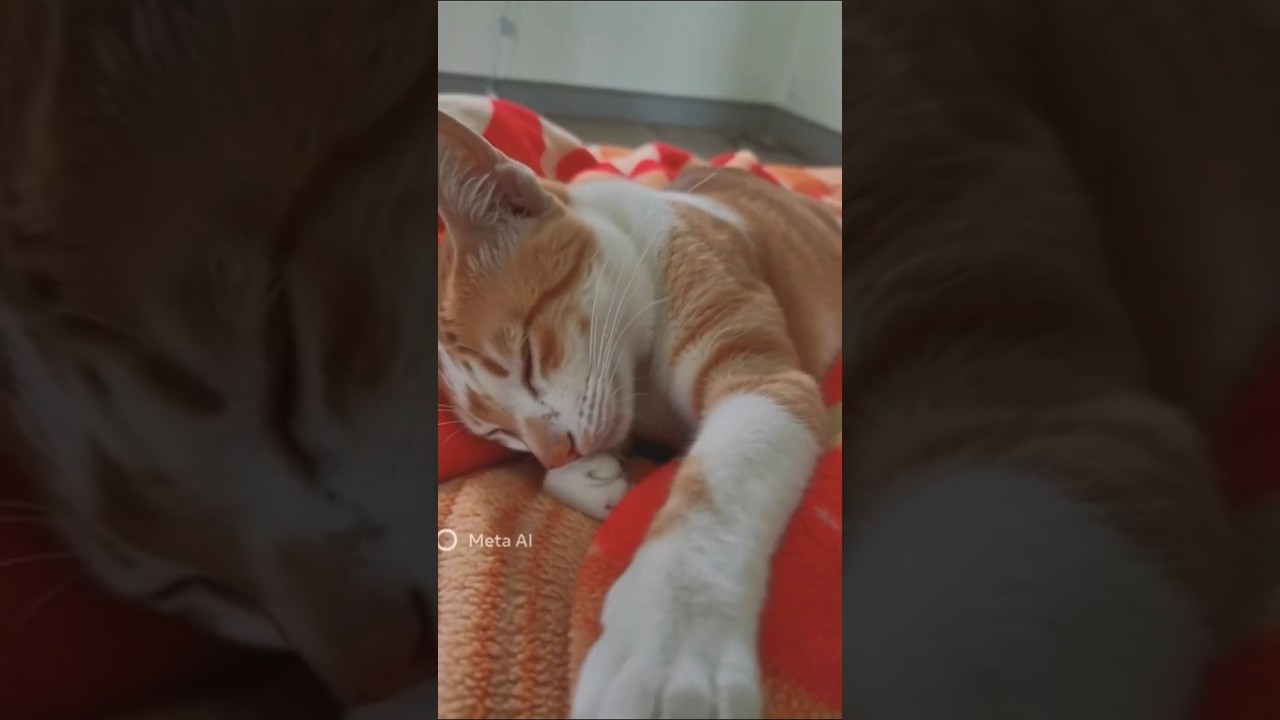 cat love #pupy #catvideos - YouTube