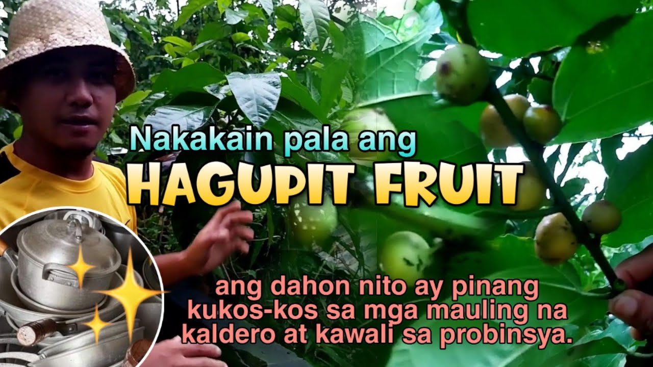 Dahon pang is-is sa mga kaldero at kawali | Nakakain pala ang bunga ...