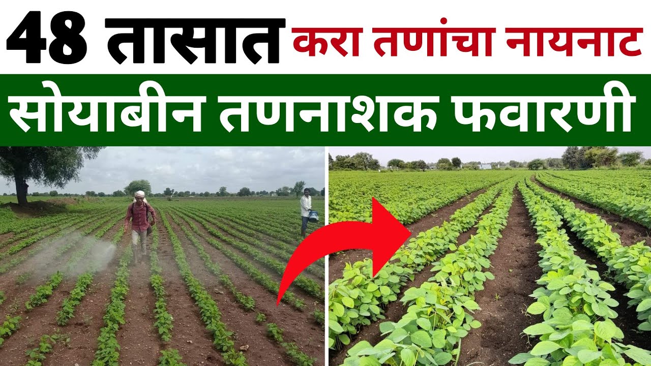 सोयाबीन पिकासाठी कोणते तणनाशक वापरावे ? | soybean tannashak favarni ...
