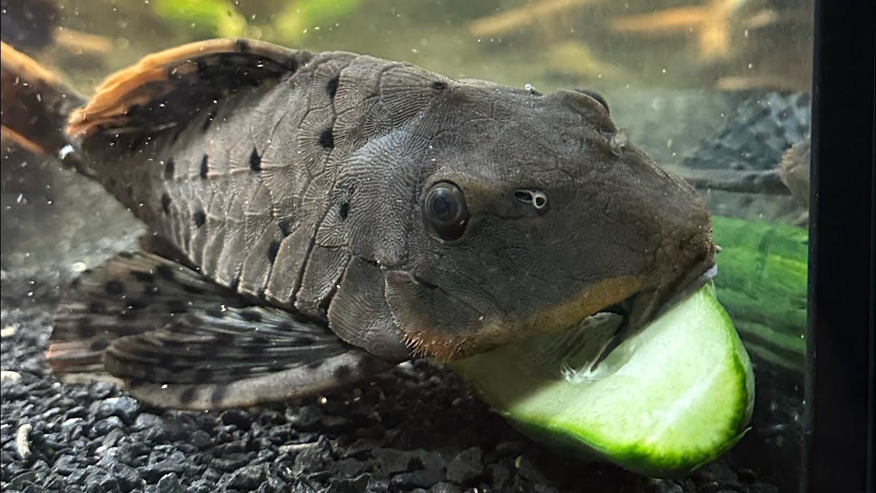 L095 Pinecone Pleco (eating cucumber) - YouTube