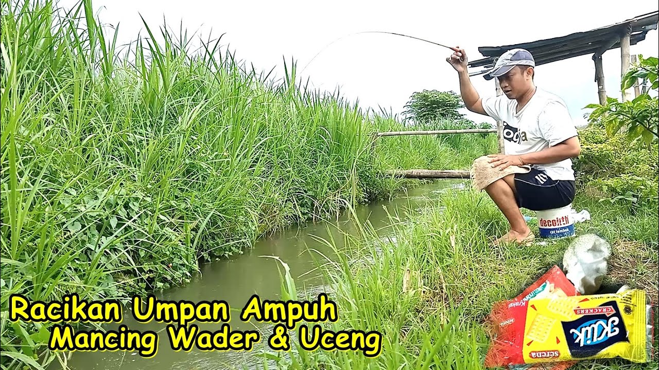 Umpan tempe yang ampuh mancing uceng wader - YouTube