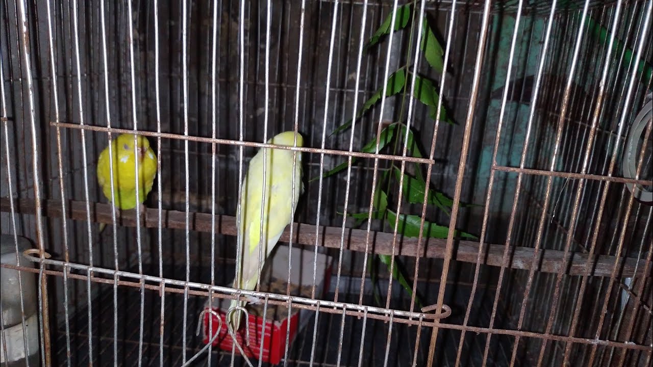 pakhi kinlam - YouTube