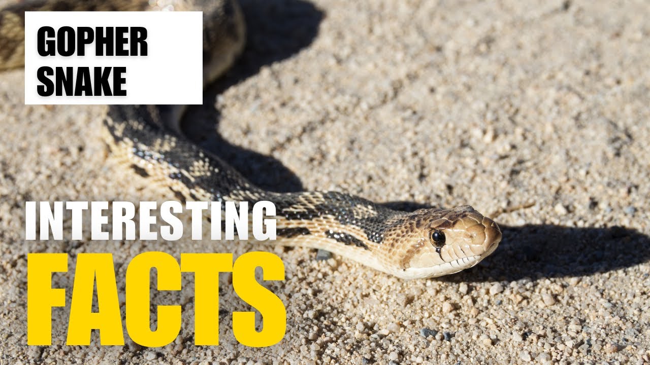 Most Interesting Facts About Gopher Snake | Interesting Facts | The ...