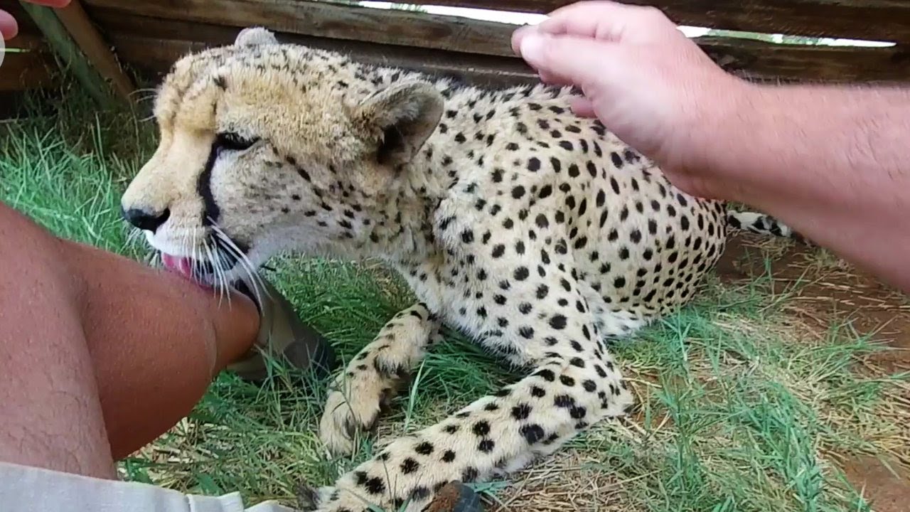 Cheetah James interaction with man - YouTube