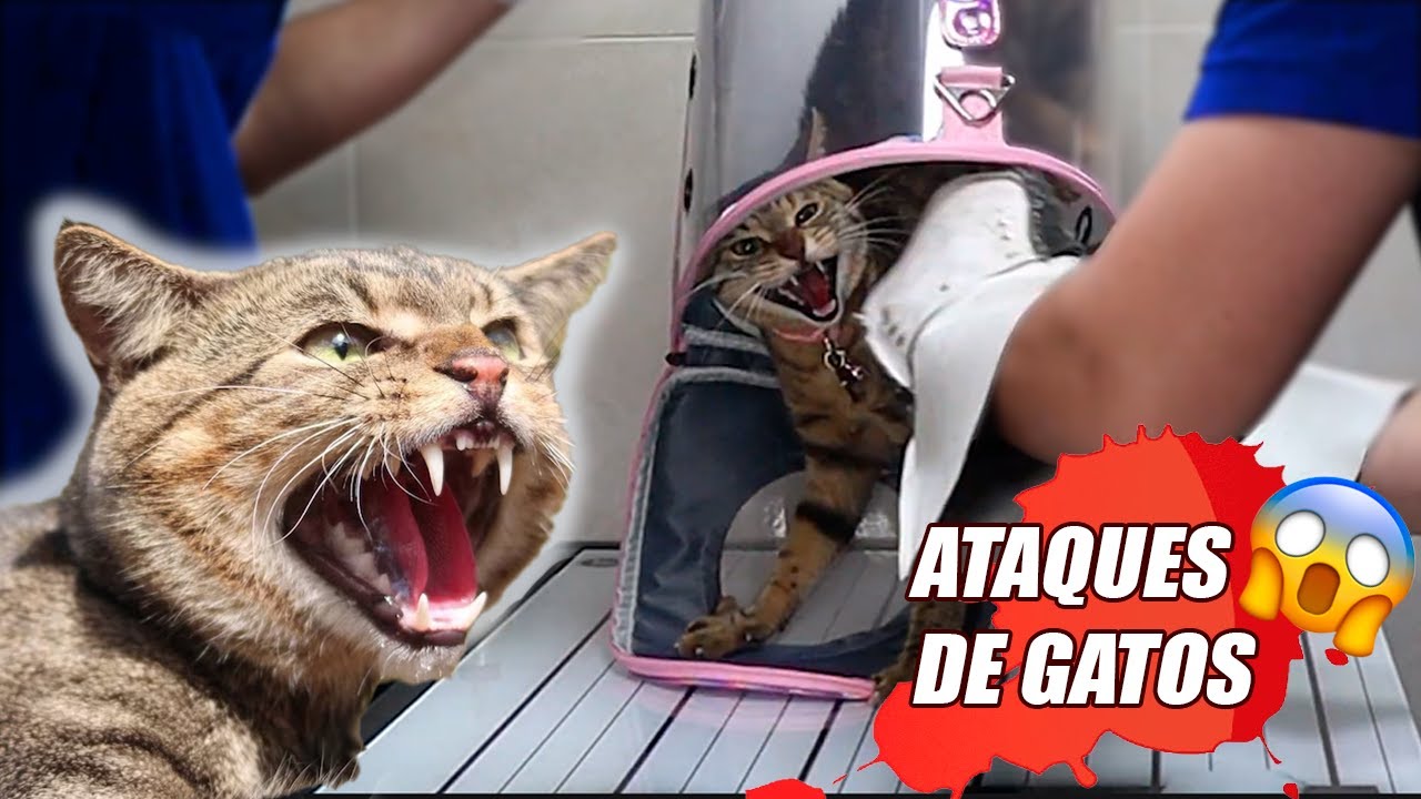 Top 10 Ataques de Gatos Más Agresivos en la Clínica Veterinaria 😺😱 ...