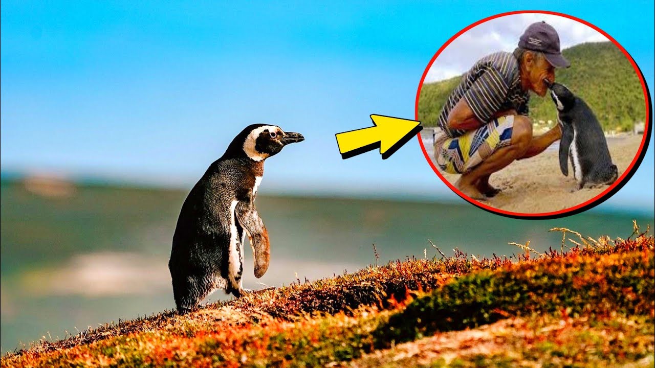 A rescued penguin swims 5,000 miles yearly to reunite with the man who ...